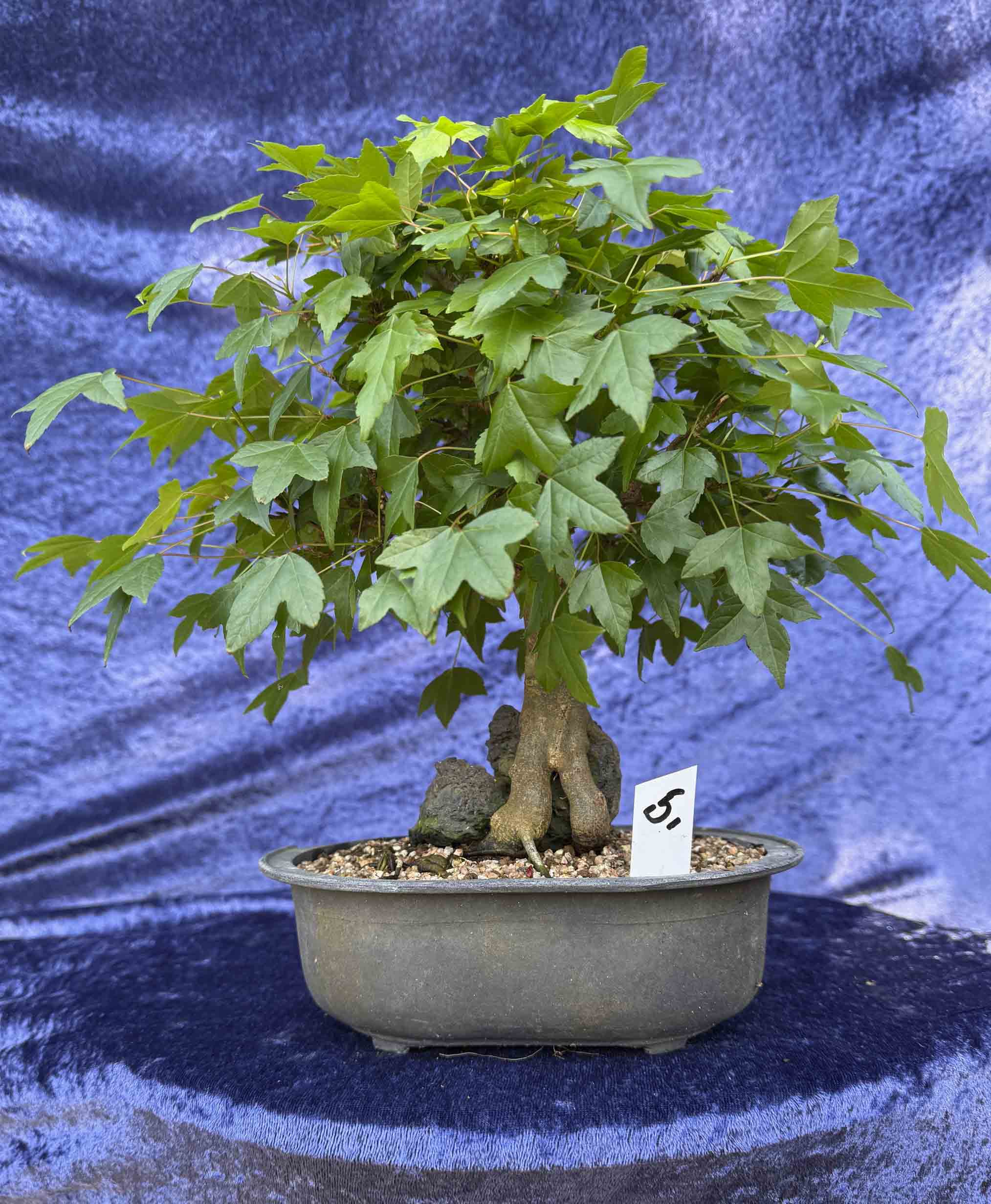Bonsai Trident Maple Shohin !!! NEW !!! - Bonsaivaerkstedet.com